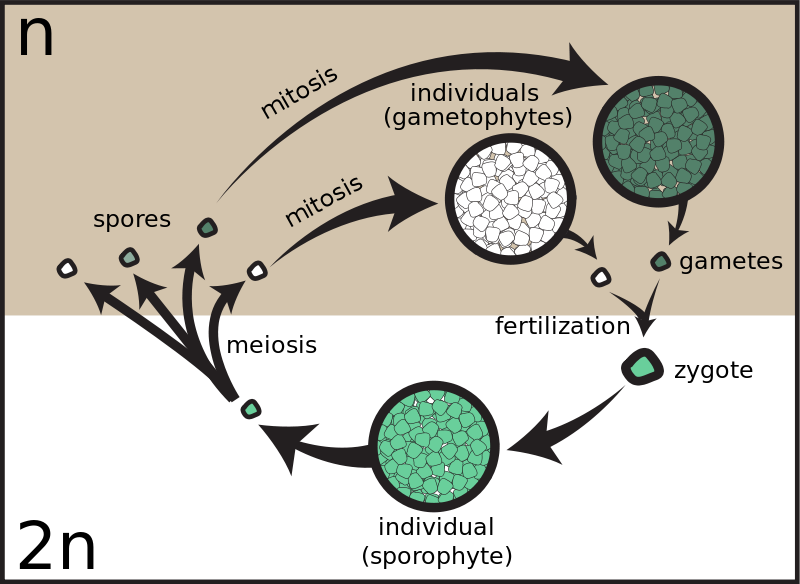 Diploid Vs Haploid Similarities And Differences